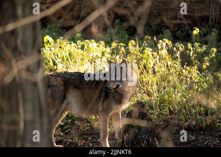 A beautiful gray wolf walking alone towards the viewer in the forest ...