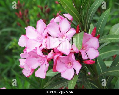 Turkey nature its flowers, plants and berries Stock Photo - Alamy