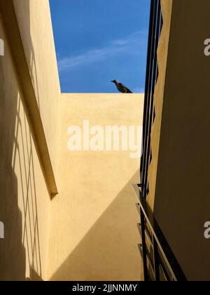 Low angle shot of a crow perched on a pole Stock Photo - Alamy