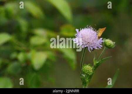 butterfly on a blooming gypsy rose Stock Photo - Alamy