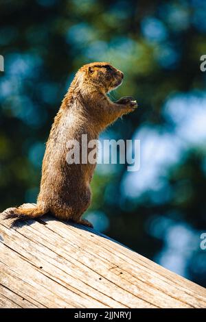 A brown squirrel standing on a wood with blurry background Stock Photo ...