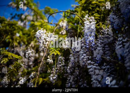 Closeup shot of wisteria flowers Stock Photo - Alamy