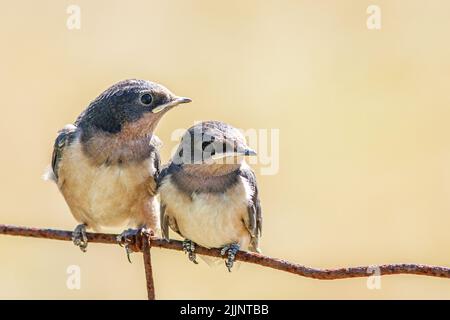 Two young barn swallows perched on mud nest under a roof and waiting to ...