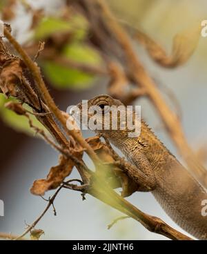 Closeup shot of a lizard on a branch in the zoo of Dresden Stock Photo ...