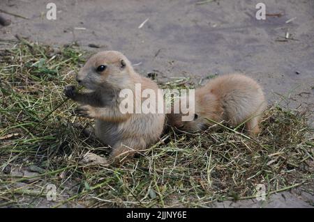 A closeup of a cute prairie dog eating carrots at the zoo Stock Photo ...