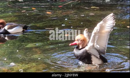 Closeup of Red-crested Pochards swimming in a lake captured during the ...