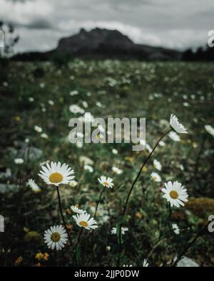 A shallow focus shot of the chamomile flowers in the garden Stock Photo ...