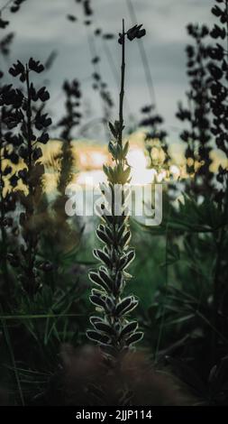 Selective closeup of rosemary plant in the garden Stock Photo - Alamy