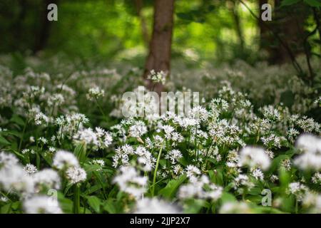 A beautiful shot of blooming wild garlic (Allium ursinum) in Linn ...