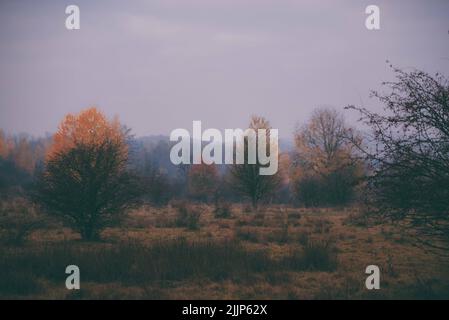 A view of a forested area on a gloomy autumn day Stock Photo - Alamy