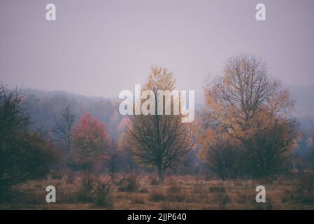 A view of a forested area on a gloomy autumn day Stock Photo - Alamy