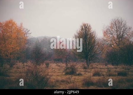 A view of a forested area on a gloomy autumn day Stock Photo - Alamy