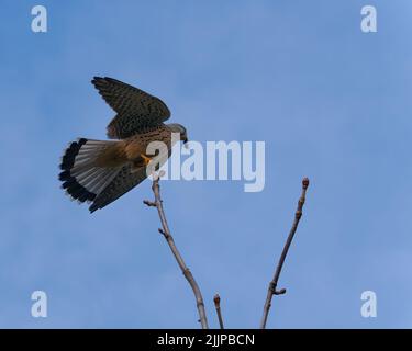 A low angle of a Common kestrel flying overhead with outstretched wings ...