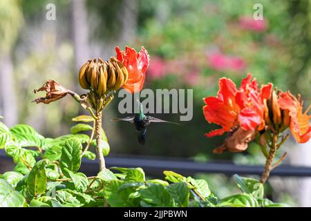 A closeup shot of a hummingbird drinking nectar from a feeder Stock ...