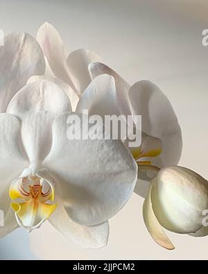 A closeup shot of a Moth orchid flower in detail Stock Photo - Alamy