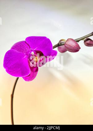 A closeup shot of a purple orchid flower isolated on a blurred ...