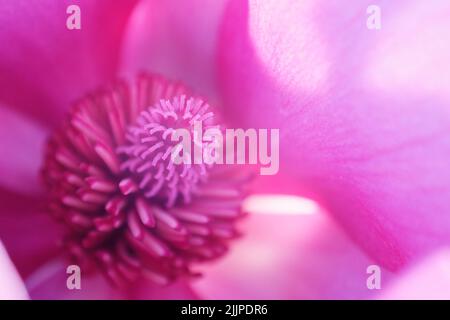 Closeup shot of a magnolia flower on a branch Stock Photo - Alamy
