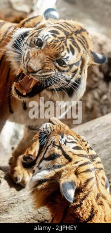 A shallow focus shot of the cat grass in the garden on a sunny day with ...