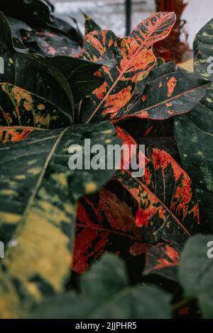Fire croton or codiaeum variegatum closeup. Narrow leaves of Zanzibar ...