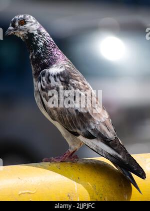 A vertical shot of a pigeon perched on a tree branch surrounded by ...