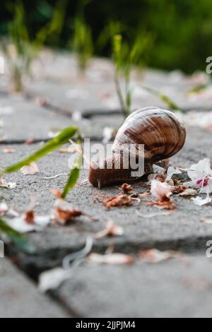 A vertical shot of a snail on the ground Stock Photo - Alamy