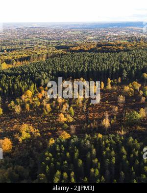 A drone shot of an autumn forest full of beautiful trees Stock Photo ...