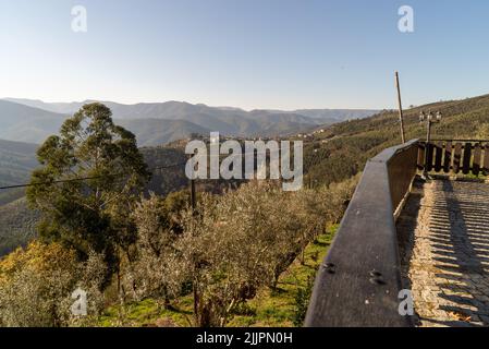 A rural landscape with a dense forest under a blue sky with fluffy ...