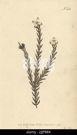 Lachnaea grandiflora. Great-flowered passerina, Passerina grandiflora ...