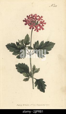 rose vervain, rose mock vervain, rose verbena (Glandularia canadensis ...