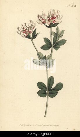 Hairy Bird's-foot Trefoil - Lotus subbiflorus Stock Photo - Alamy