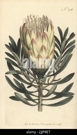 Common sugarbush or suikerbossie, Protea repens. Honey-bearing protea ...