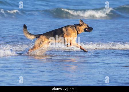 German Shepherd playing in Atlantic ocean Stock Photo - Alamy
