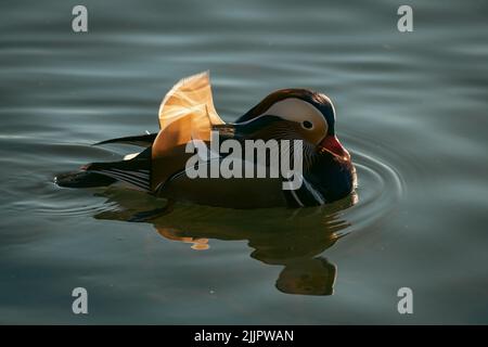 A closeup shot of white duck floating in the water Stock Photo - Alamy