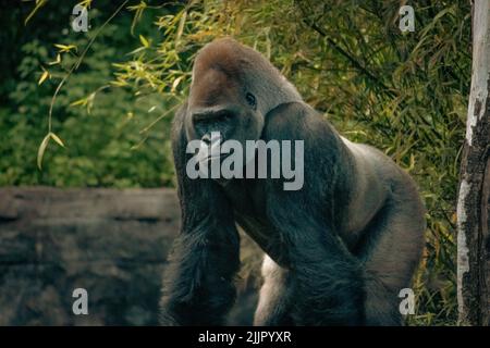 A Silverback gorilla in a zoo during daytime Stock Photo - Alamy