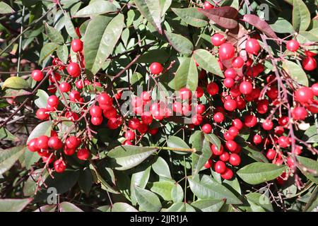 The berries on Ilex vomitoria plant Stock Photo - Alamy