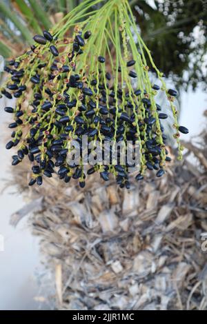 A close up of date fruits hanging on palm tree Stock Photo - Alamy