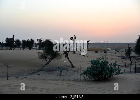 Sunset around Al Awir desert with trees and sand dunes, Dubai United ...