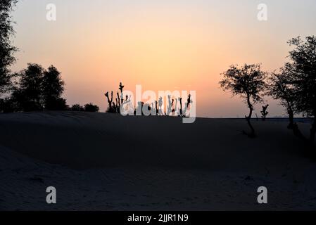 Sunset around Al Awir desert with trees and sand dunes, Dubai United ...