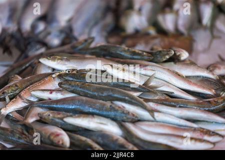 A bunch of fresh fish lying on the display of the fish market, Arabian ...