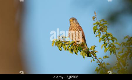 Shallow focus shot of tree leaves and branches outdoors Stock Photo - Alamy