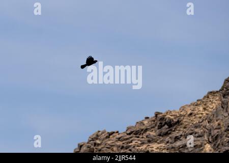 An alpine chough flying over Atlas mountains Stock Photo - Alamy
