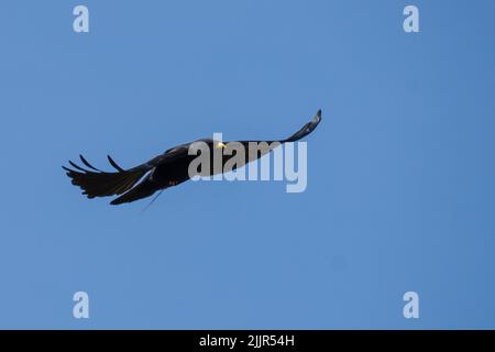 An alpine chough flying over Atlas mountains Stock Photo - Alamy