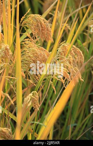 A vertical shot of golden rice grain Stock Photo - Alamy