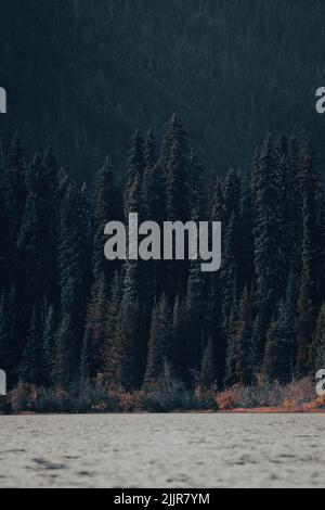 Vertical shot of a forest with dense green trees against a background with hills at sunrise ...