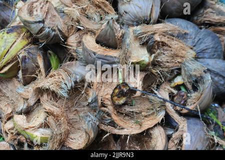 Coconut husk / Coir is the fibrous husk and pithy dust that makes up ...