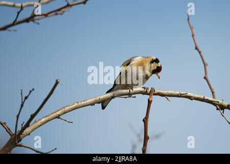 A closeup shot of a robin bird perched on a grid fence Stock Photo - Alamy