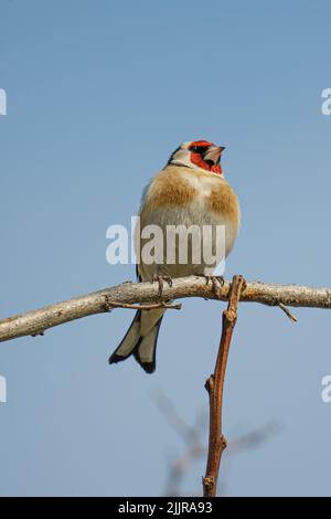 A vertical shot of a robin perched on a branch Stock Photo - Alamy