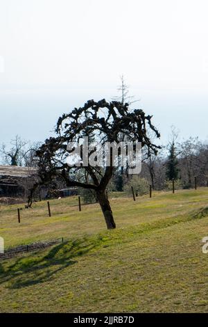 A vertical shot of a lone tree in the center of the field Stock Photo ...