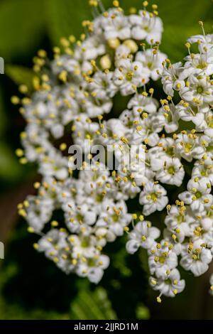 Viburnum lantana flower in meadow Stock Photo - Alamy