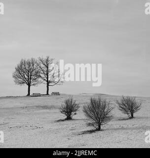 Grayscale shot of a tree in desert Stock Photo - Alamy
